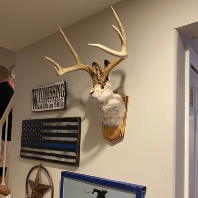 African Springbok Life-size Full Body Taxidermy Mount GB4130 - Etsy