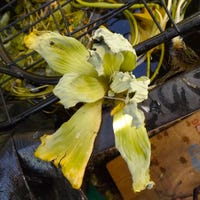 Sensitive Plant or Neptunia Aquatica Floating Aquatic Pond Plant pack ...
