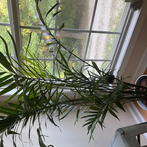 Five Eco Friendly Rice Hull Pots. 3.5 Inch Diameter 3.3 Inches Deep. Go ...