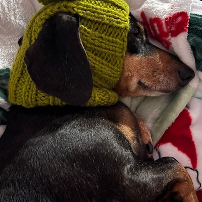 Warm Coat for Wiener Dog, Miniature Dachshund Knitted Jumper, Dachshund ...