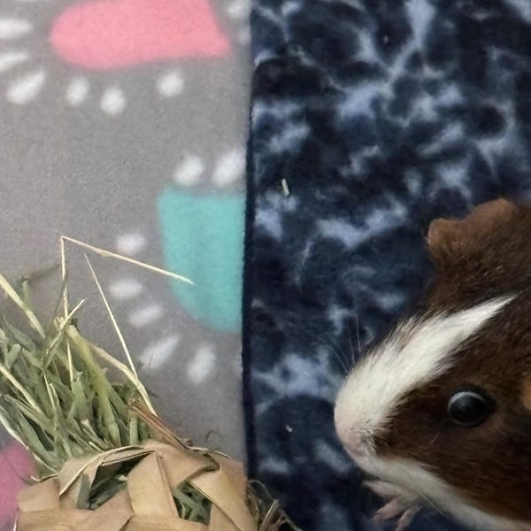 3 Mini Treat Bags. Foraging, Fling and Chew Toys. Rabbit Guinea Pig ...