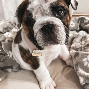 Rainbow Dog Tag Rainbow Pet Tag Custom Engraved Pet ID Tag | Etsy