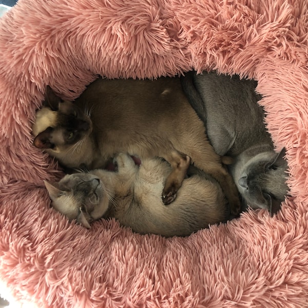 Grumpy Ew People Cat Tote Bag / Grumpy Cat Tote Bag, Funny Cat Shopping ...