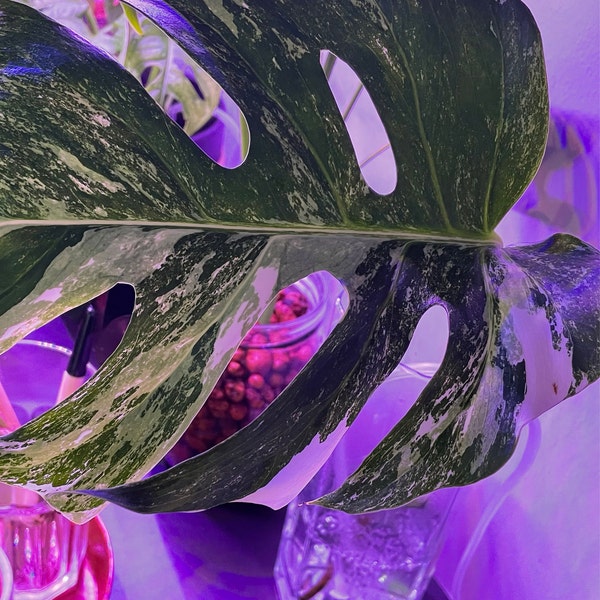 Variegated Monstera Wet Stick -this Wet Stick Selected Randomly From ...