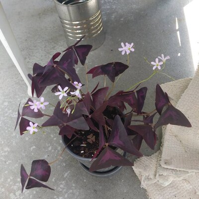 20 X Oxalis Triangularis Purpurea Bulbs. .purple Butterfly Plant Easy ...