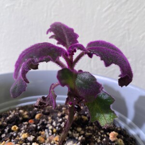 Purple Calico Kitten Houseplants Live Plant in Pot Indoor - Etsy