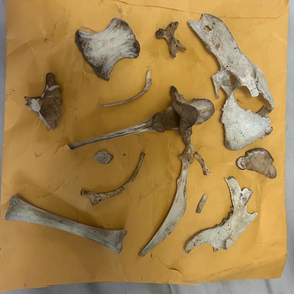 Small Bone Mystery Box - Etsy