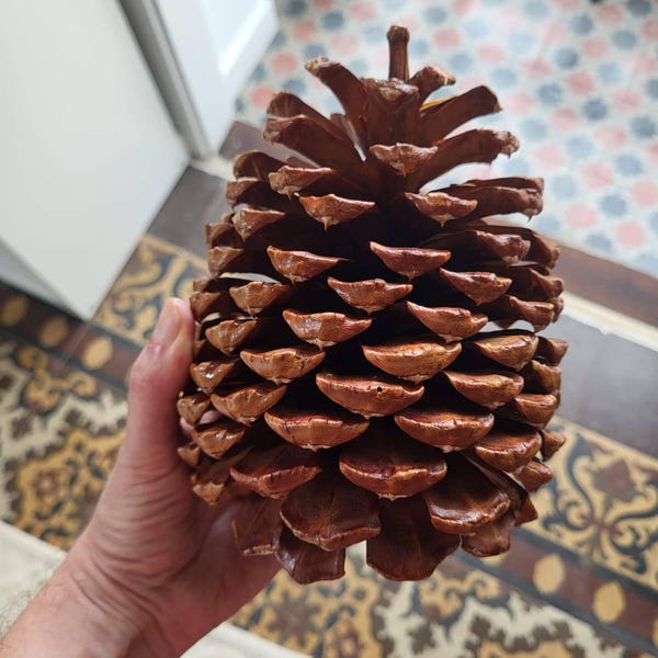 Sugarpine Pincone Extra Large - Etsy