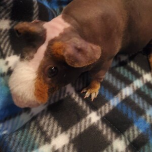 Feisty Ferret 485 SIDE Hole Fleece Prevue Hendryx Rats, Chinchilla's ...