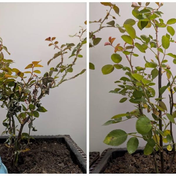 Rare Rosa【fancy Ruffle|ファンシー ラッフル 】-1gal+ Wave Bloom| Ownroot ...