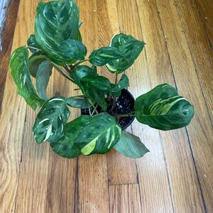 Silver Splash Pothos Scindapsus Pictus Exotica - Etsy