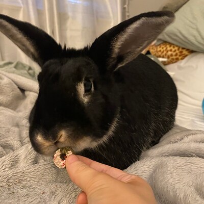 24 donut Rabbit Treats With Organic Fruit & Veggie - Etsy