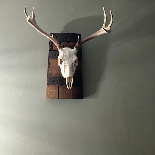 European Mount Plaque With Deer Skull Hanger. Euro Skull Mount Hanger ...