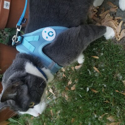 Stray Badges Patches Gamer Gift - Etsy