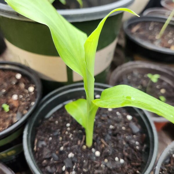 Wild Huckleberry - 100+ Seeds - Wildlife Food - Etsy