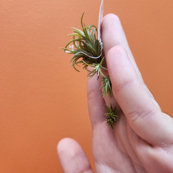 Neglecta Air Plant, Mini Tillandsia for Small Displays - Etsy