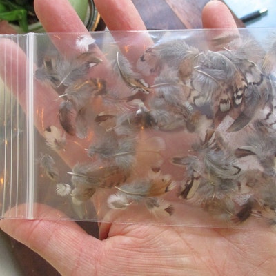 50 Bobwhite Quail Body Feathers 3/4 to 1 3/4 - Etsy