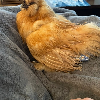 Guinea Pig Cavy Diaper With Bib / Collar Waterproof Designed - Etsy