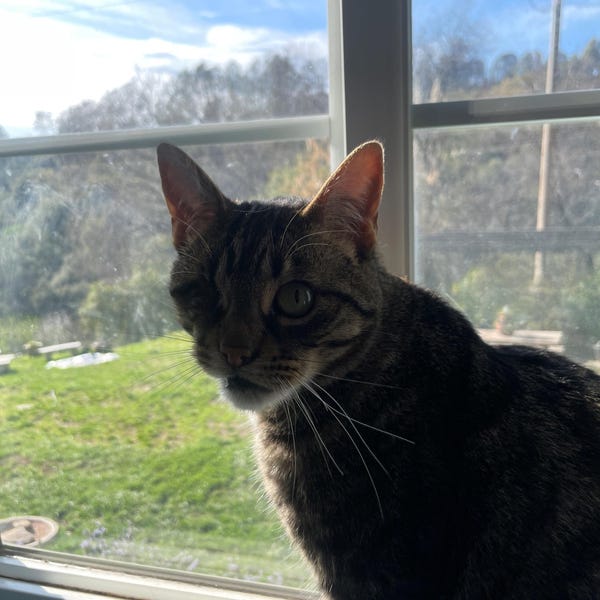 Case for Olight Open Mini 2, Lead and Refills. (case Only, Pen, Refills ...