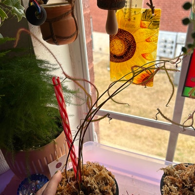 Carnivorous Spoon Leaf Sundew Drosera Spathulata Plant 3 Inch Pot - Etsy