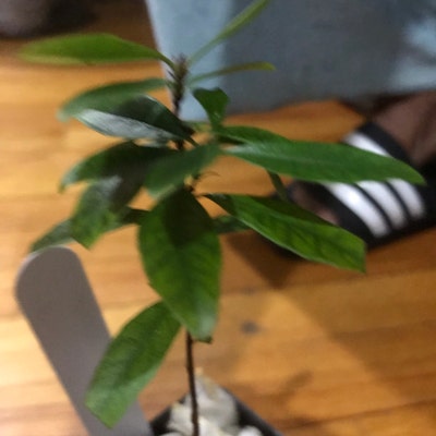 Grumichama Grumixama Eugenia Brasiliensis Brazilian Cherry Tropical ...