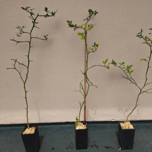 Hoya Keysii hoya Australis 1yo Plant With 5-6 Leaves Well - Etsy