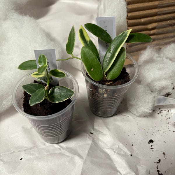 Hoya Sulawesiana Albomarginata Rooted Plant - Etsy