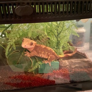 Gecko Food Ledge Bowls & Spoon Kit Choice of Colours 3D - Etsy