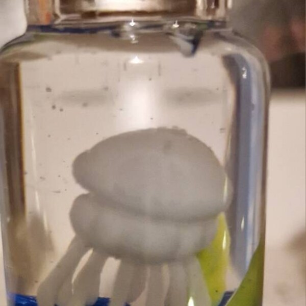 Mini Hallowen Coffins Set/mini Coffins/miniature/nature/diorama/anti ...