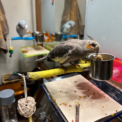 17x6cm Colorful Acrylic Parrot Window Bird Wooden Perch Stickers Stand ...