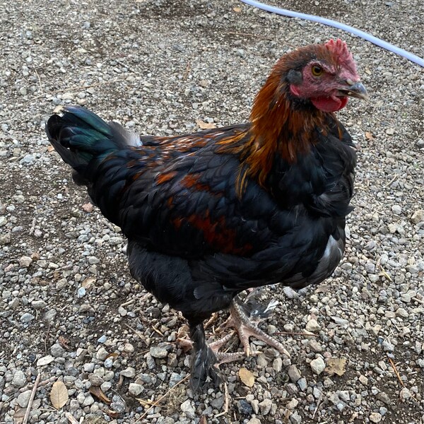 Drf's Crow Reduction Collar - Simple, Affordable, Handmade Crow ...