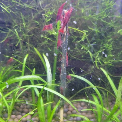 X2 Subwassertang Moss on Cholla Wood Shrimp Hideout & Betta Aquarium ...