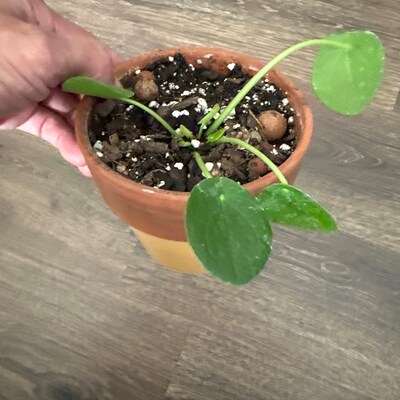 Pilea Peperomioides chinese Money UFO Plant Starter Plant ALL Plants ...