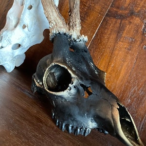 Fallow Deer Skull From Central Europe Fallow Deer dama Dama Unique ...