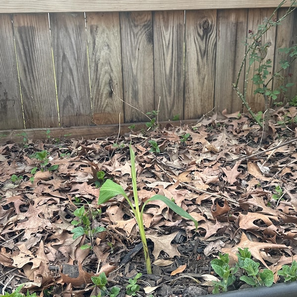 Spanish Needle Seeds - Etsy