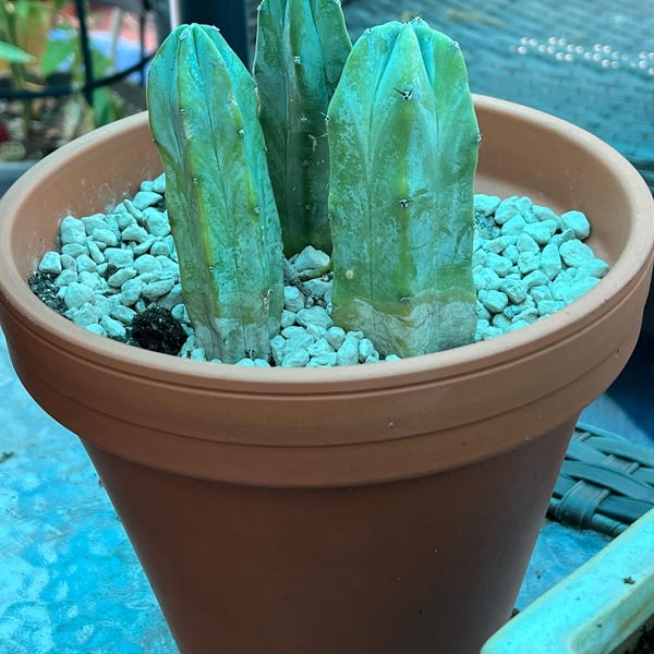 Desert Blue Candle Cactus, 3 Plants, AKA Blue Myrtle Cactus, Branching ...