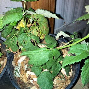 Potted Joan J Thornless Ever Bearing Red Raspberry Plants - Etsy