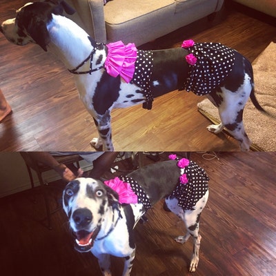 DOG BIKINI, Dog Polka Dotty Ruffles Bikini, Dog Swimm Wear, Summer ...
