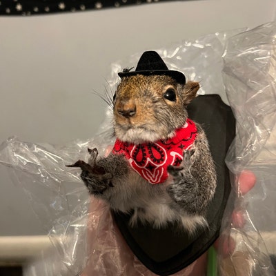 Cowboy Bandit Taxidermy Squirrel Western Country Finger Guns - Etsy