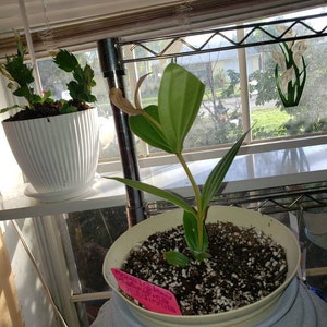 Royal Intenz Magnifica Medinilla Plantlive Well Rooted Starter Plant ...