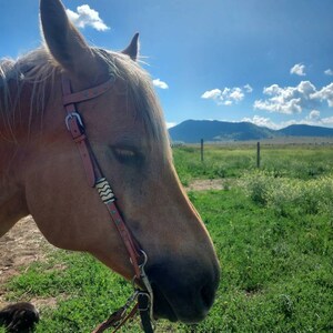 Belt Style Turquoise Buckstitch Split Ear Headstall Activeleather ...