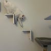 Cat Walk Wall, Cat Steps, Set 4 Psc. Cat Wall Furniture, Cat Climbing ...
