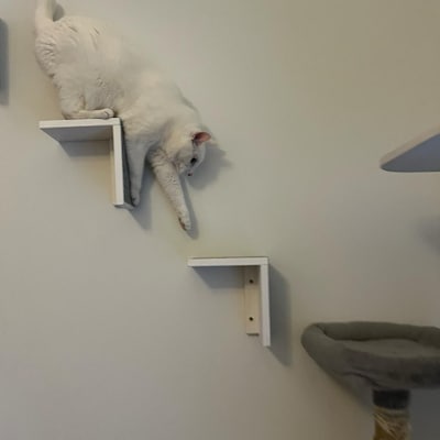 Cat Steps Set 3 Psc. Cat Walk Wall, Cat Steps, Cat Wall Furniture, Cat ...