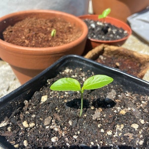 Semillas De Loroco/loroco Seeds - Etsy