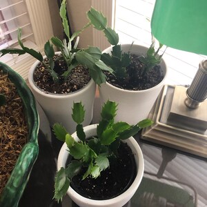 Succulent Planter / Azalea Pot / Ceramic Succulent Pot / | Etsy