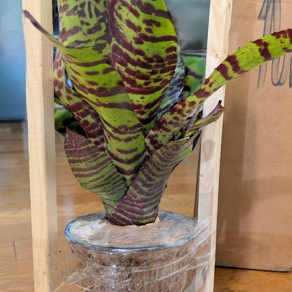 Bromeliad Vriesea Red Chestnut 6" Pot - Etsy