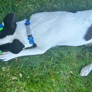 Bone Aluminum Dog ID Collar Custom Engraved Pet ID Tags - Etsy