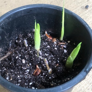 Caladium Buck 5 Tubers Tropical Look, Thrives in Heat and Humidity - Etsy