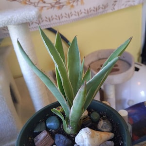 CARIBBEAN AGAVE (agave Angustifolia) 4"-6" Tall Rooted Pups - Etsy