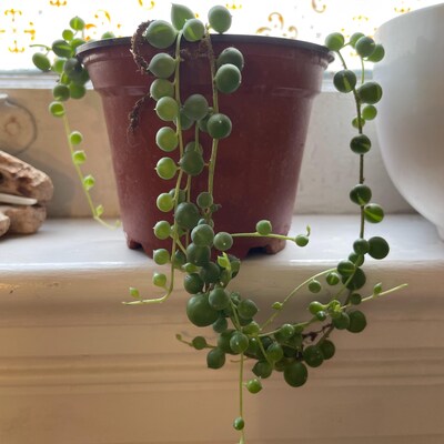 4 Pack 2 Assorted Varieties Succulents Potted - Etsy